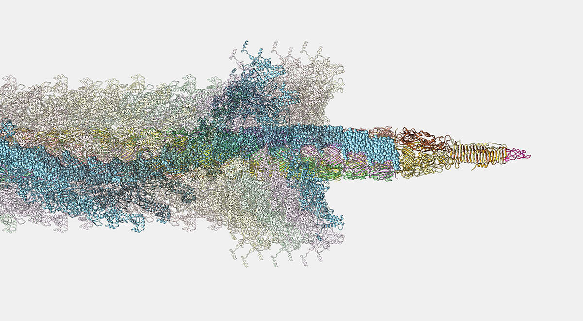 Bacterial nanosized speargun works like a power drill - Biozentrum