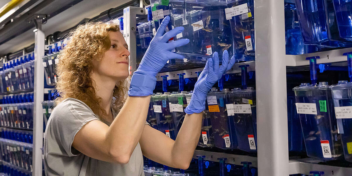 Neue Erkenntnisse für die Embryonalentwicklung - Biozentrum