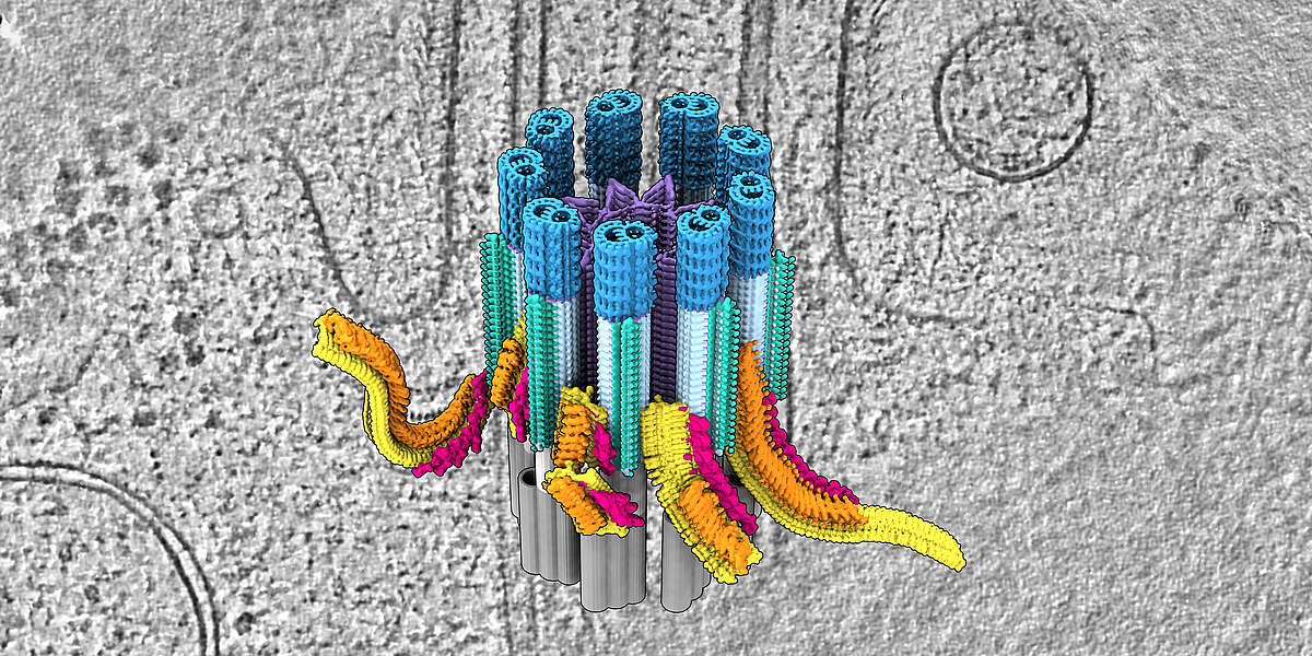 Zilien in 3D: Bahnhof in Minitaturformat entdeckt - Biozentrum