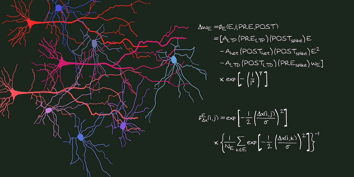 The power of neighbors: Neighboring synapses shape learning and memory ...