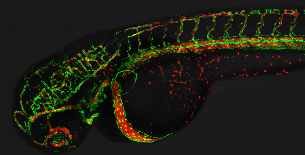 New insights into blood vessel formation - Biozentrum